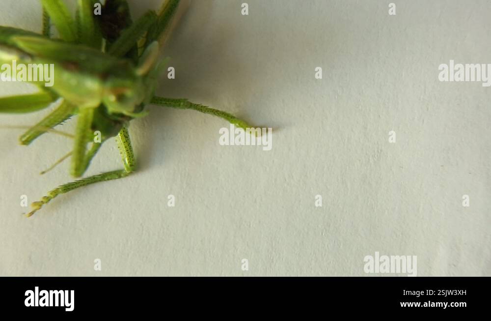 Insect insects grasshopper locusts Stock Videos & Footage - HD and 4K ...