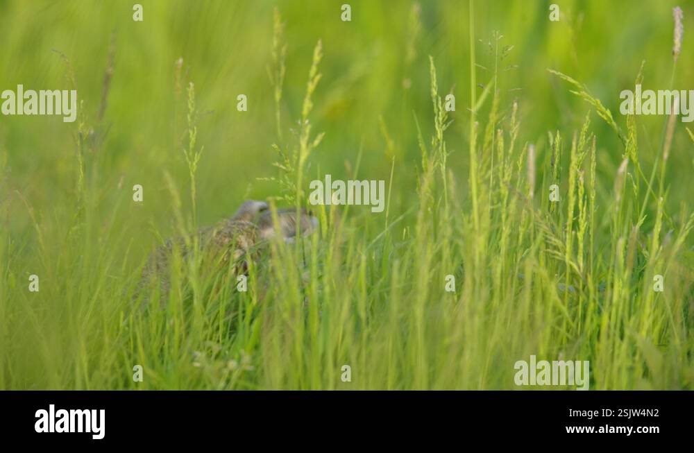 Freaky grass Stock Videos & Footage - HD and 4K Video Clips - Alamy