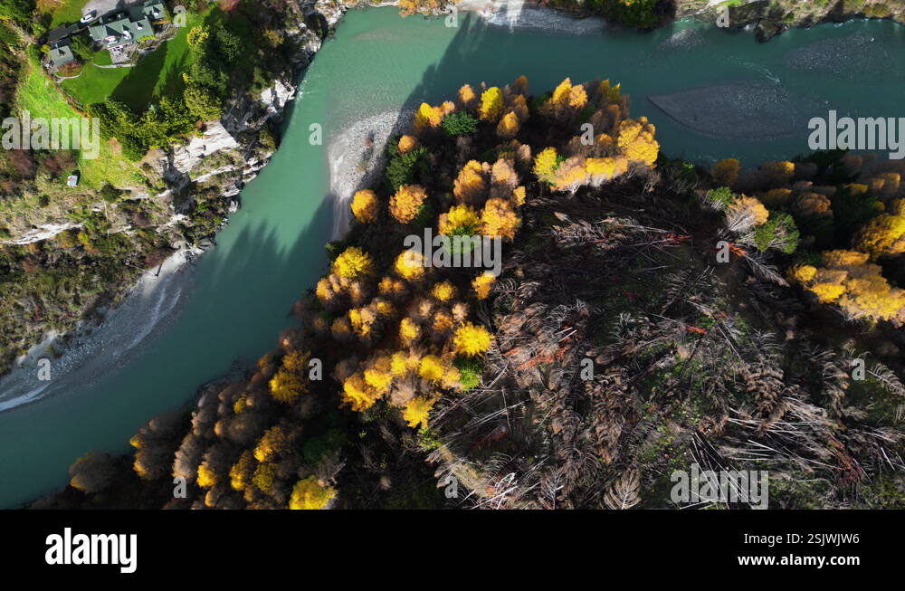 Fallen trees in colorful New Zealand's nature, aerial top down view ...