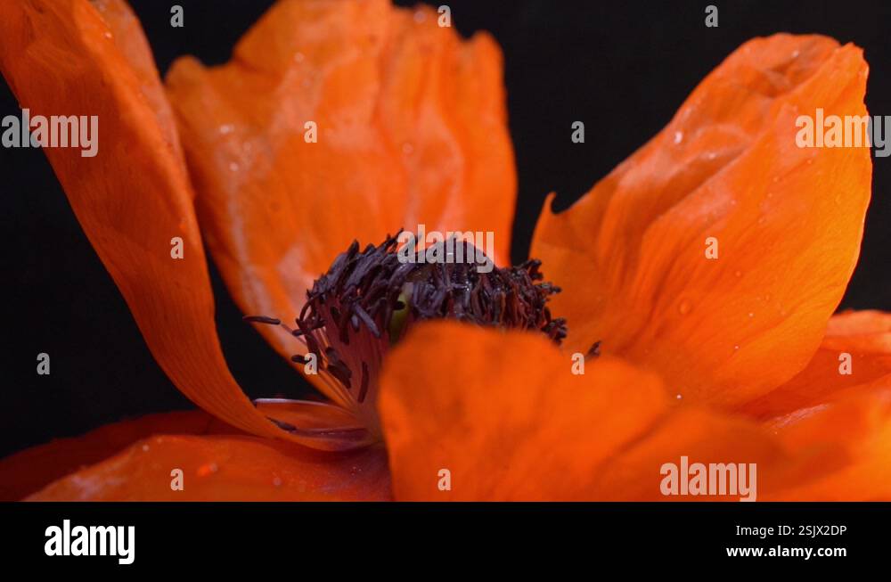 Giant poppy flower papaver somniferum Stock Videos & Footage - HD and ...