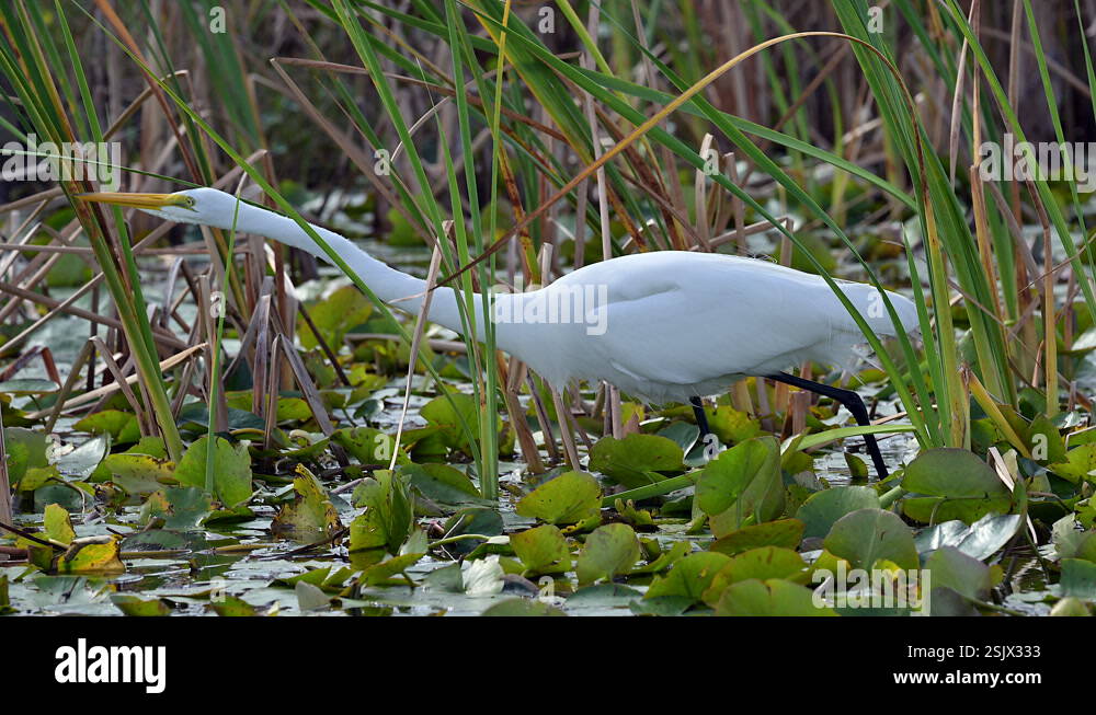 Fish between beak Stock Videos & Footage - HD and 4K Video Clips - Alamy