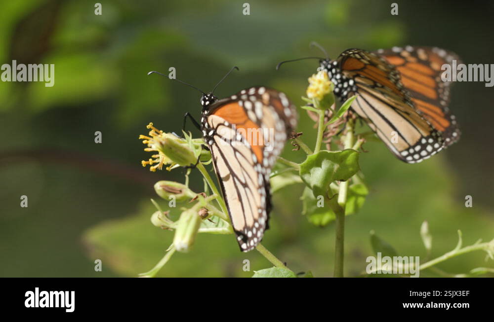 Two monarch butterflies Stock Videos & Footage - HD and 4K Video Clips ...