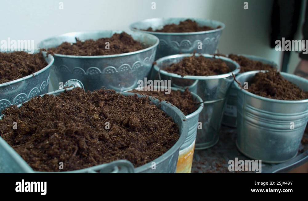 Soil filled pots Stock Videos & Footage - HD and 4K Video Clips - Alamy