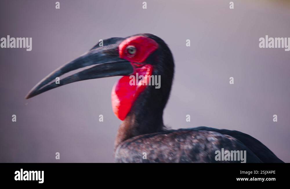 Sharp beak Stock Videos & Footage - HD and 4K Video Clips - Alamy