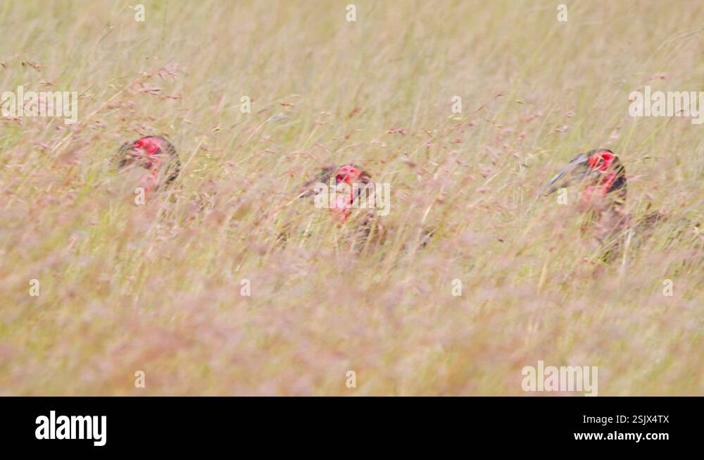 Strutting birds Stock Videos & Footage - HD and 4K Video Clips - Alamy