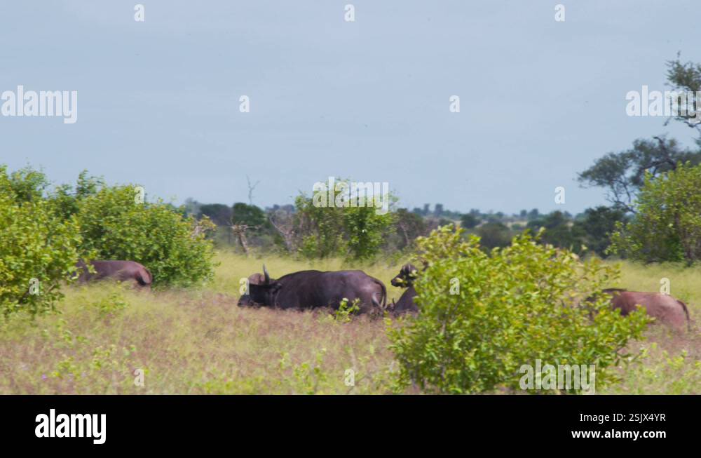 One bull Stock Videos & Footage - HD and 4K Video Clips - Alamy