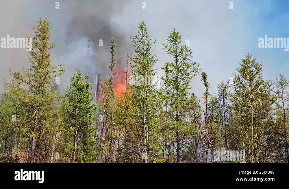 Trees Burning on Fire with Thick Billowing Smoke in Wildfires of ...