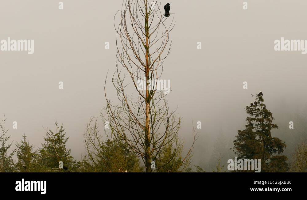 Dead raptor Stock Videos & Footage - HD and 4K Video Clips - Alamy