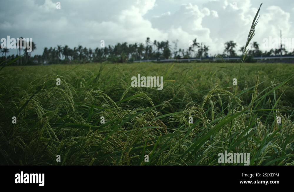 Close up of rice paddy field blowing in the wind in the Philippines ...