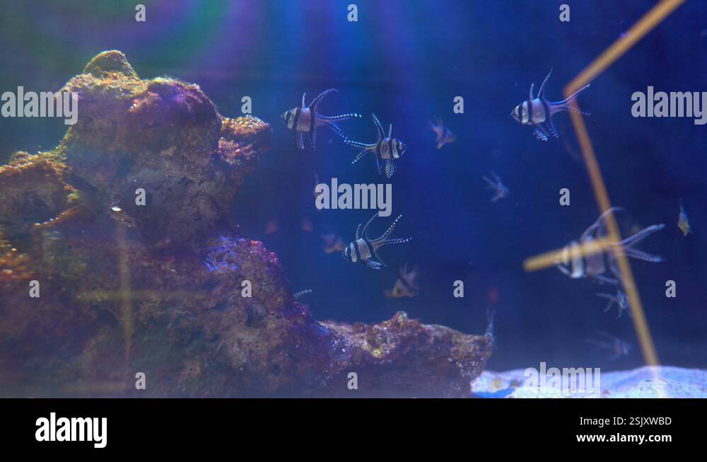 Unique anatomy Stock Videos & Footage - HD and 4K Video Clips - Alamy