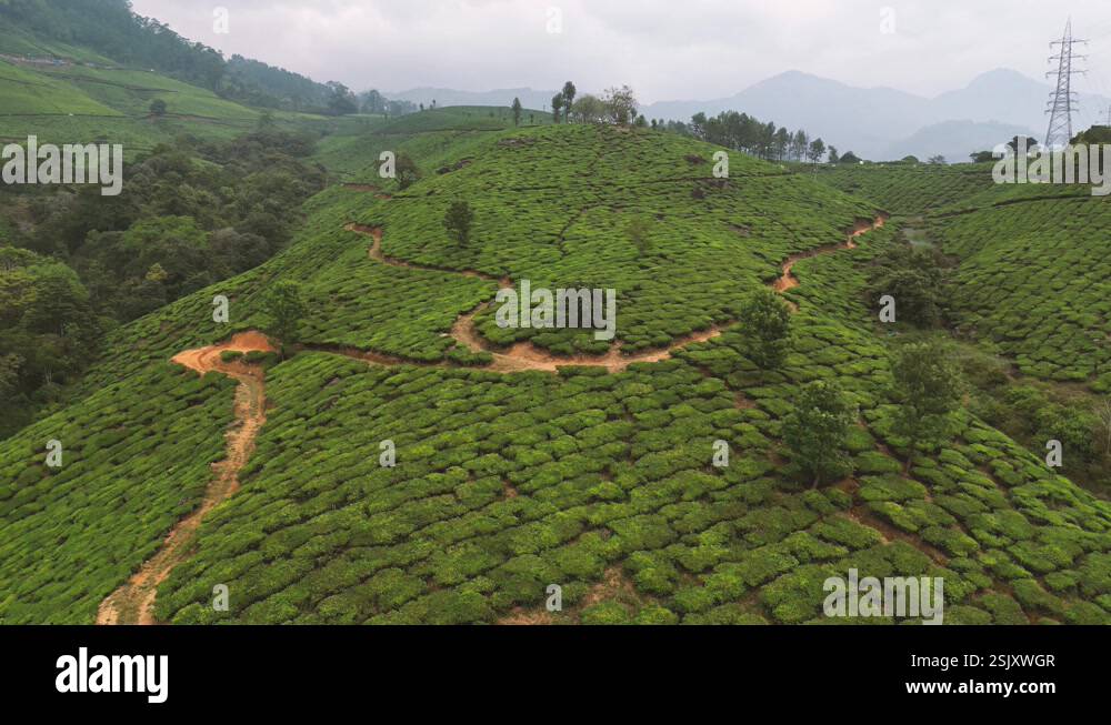 Tea estate munnar in kerala Stock Videos & Footage - HD and 4K Video ...