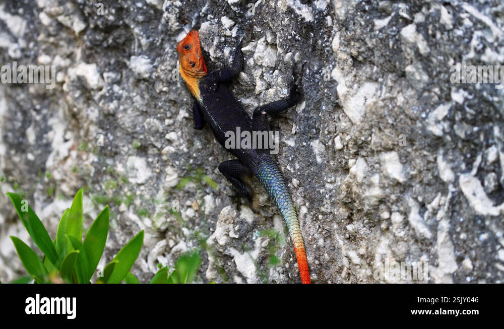 Male lizards Stock Videos & Footage - HD and 4K Video Clips - Alamy