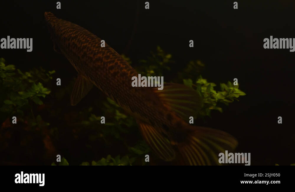 Florida gar fish species Stock Videos & Footage - HD and 4K Video Clips ...