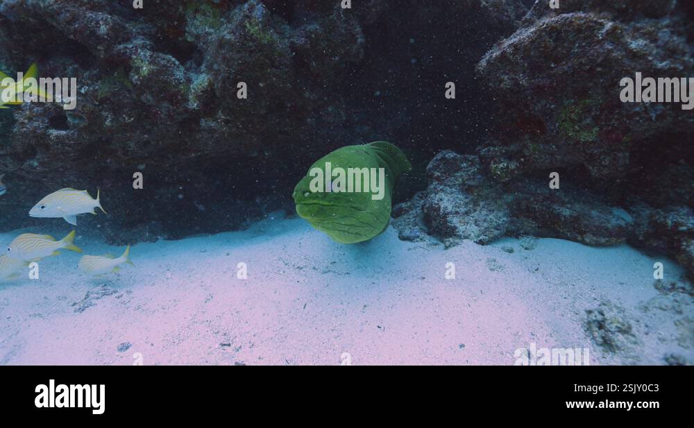 Green moray eel underneath coral reef rocks opening mouth flashing ...