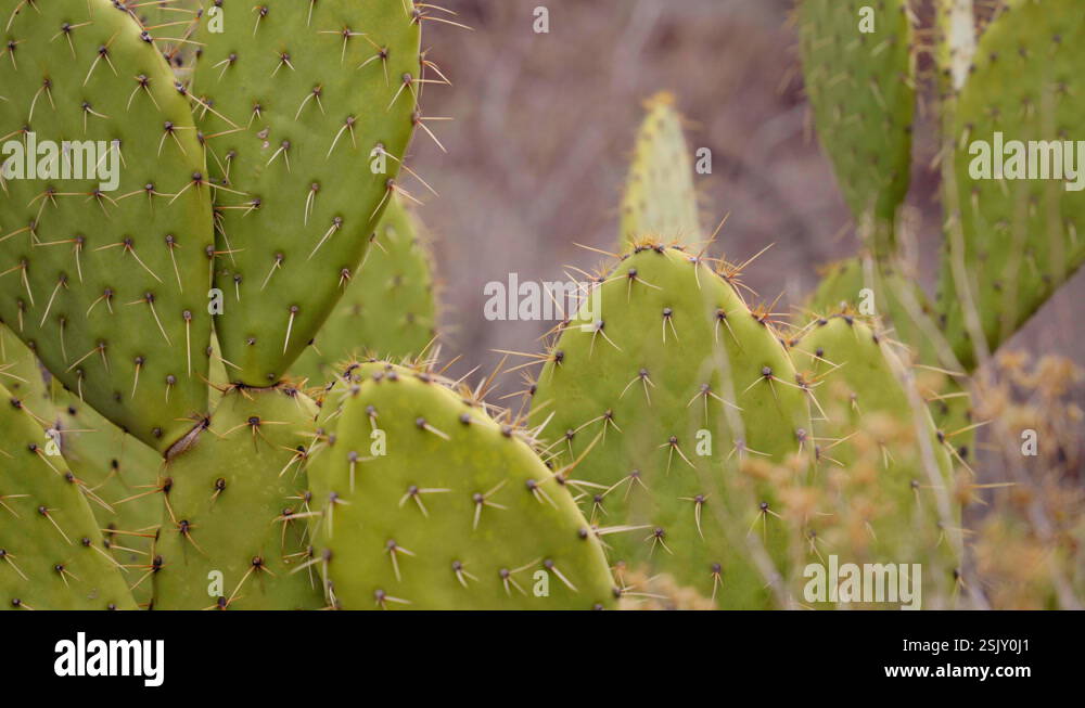 Nopal cactus Stock Videos & Footage - HD and 4K Video Clips - Alamy