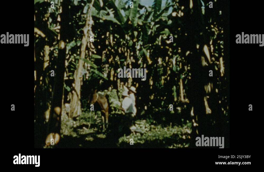 1980s: Plants in a tropical rain forest. Men harvests bananas in the ...