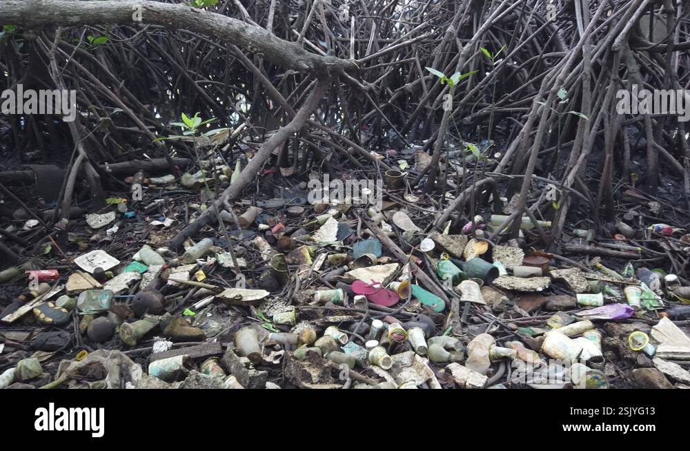Garbage trash mangrove pollution Stock Videos & Footage - HD and 4K Video Clips - Alamy