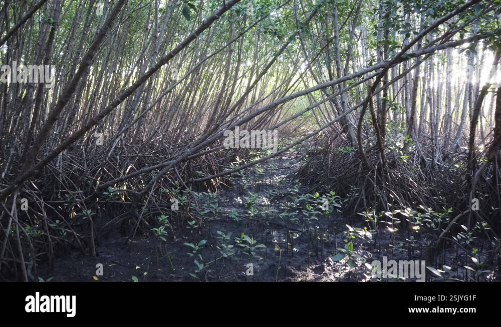 Mangrove Forest Wetland, Carbon Rich Ecosystem, Global Warming ...