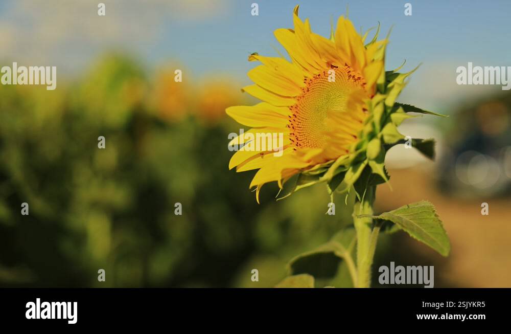 sunflower on the left side with a blurry background, perfect shoot for ...