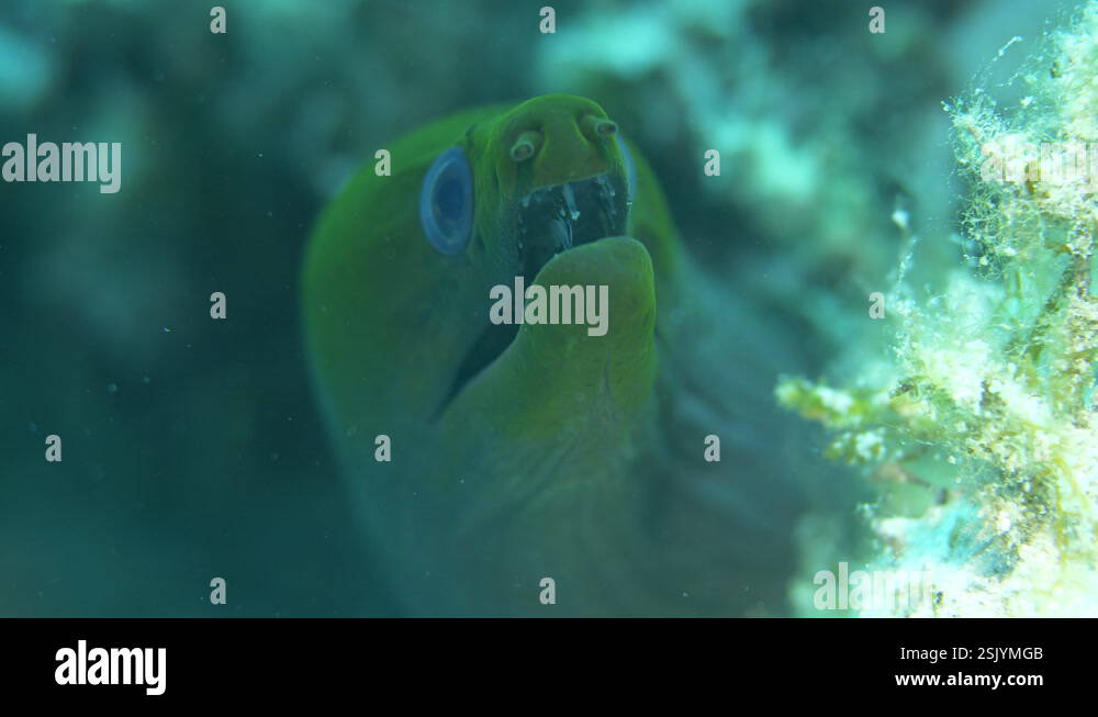 Moray eel teeth Stock Videos & Footage - HD and 4K Video Clips - Alamy