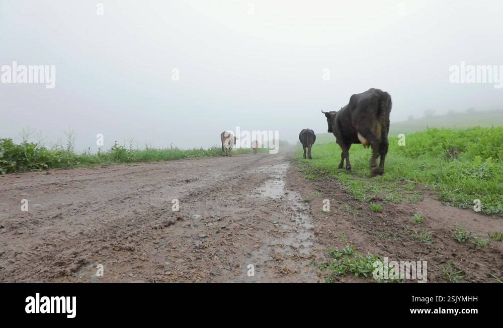 Shepherds and cattle Stock Videos & Footage - HD and 4K Video Clips - Alamy