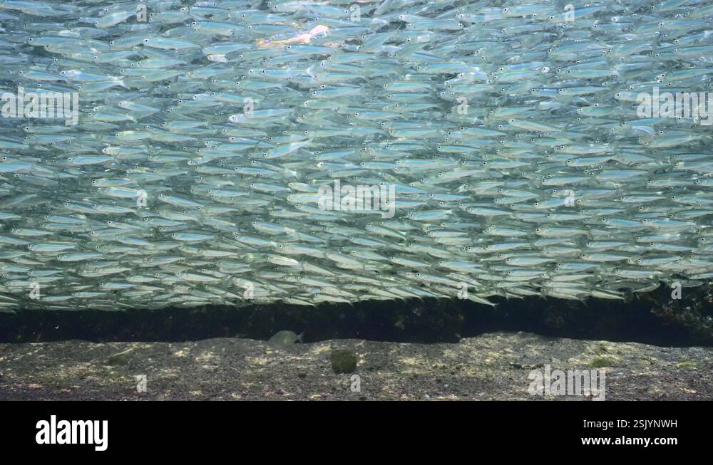 Large school of Hardyhead Silverside fishes swimming in shallow water ...