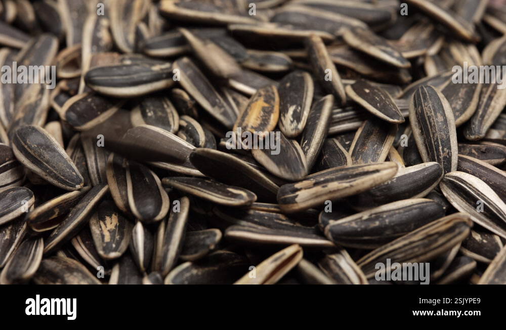 Sunflower Seeds Fall From Top To Bottom. 4k, 60 FPS, ProRes Stock Video ...