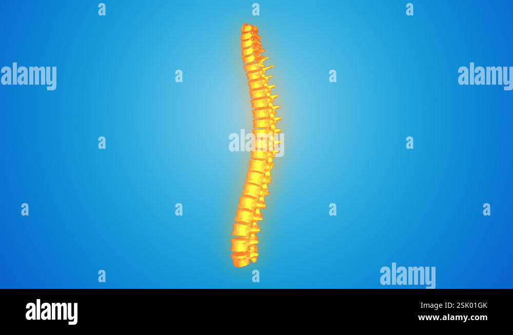 Backbone, Spine human Spinal Lateral view Vertebras Dorsal vertebrae ...