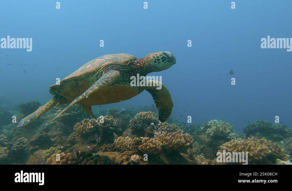 Close up of a big Green sea turtle Calmly Swimming at a Cleaning ...