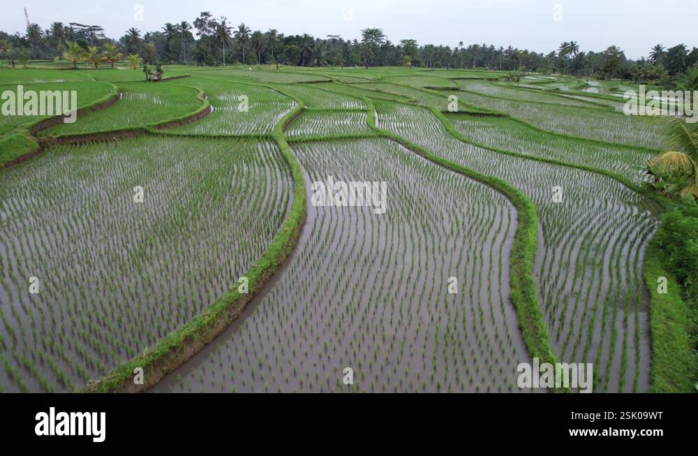 Curved borders of flooded rice terraces, young plants in rows, aerial ...