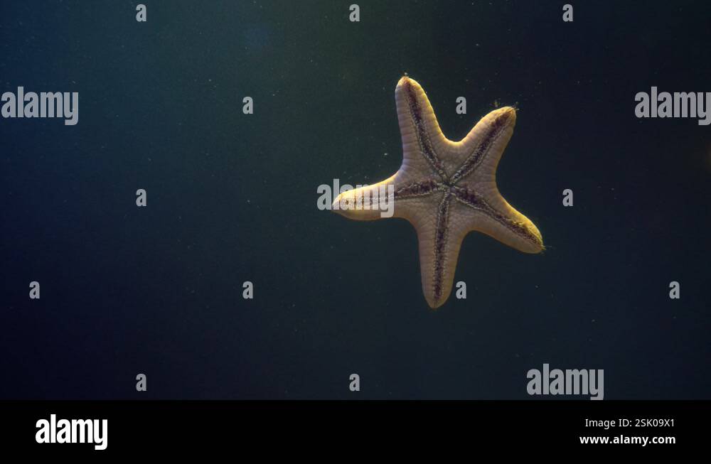 Brazilian starfish Stock Videos & Footage - HD and 4K Video Clips - Alamy