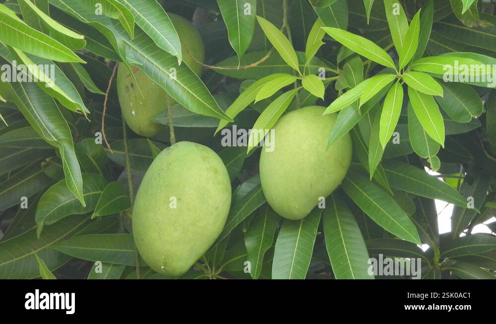 Mango green food tree Stock Videos & Footage - HD and 4K Video Clips ...