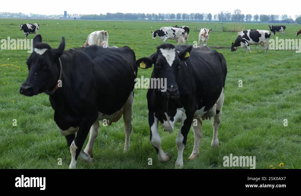 British white cattle in Stock Videos & Footage - HD and 4K Video Clips ...