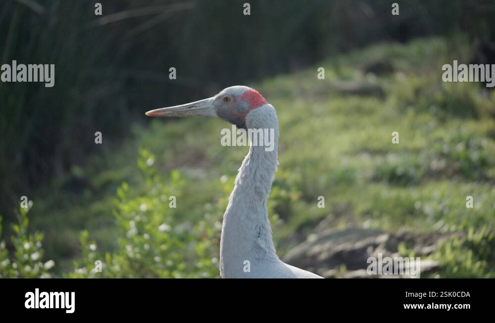 Australian crane bird Stock Videos & Footage - HD and 4K Video Clips ...