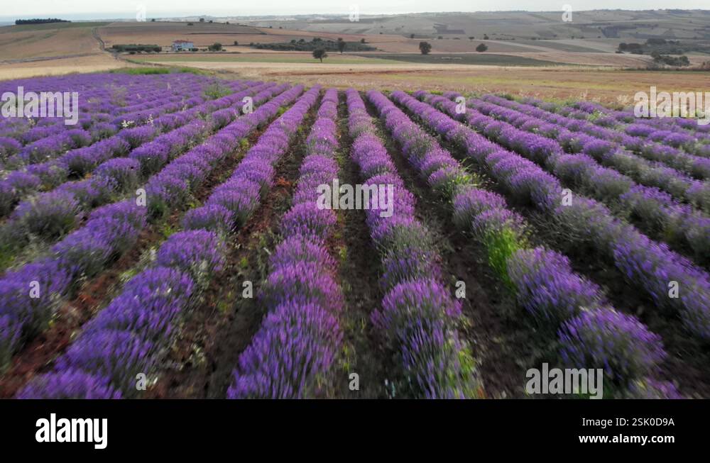 Lavender fields in rows aerial Stock Videos & Footage - HD and 4K Video ...
