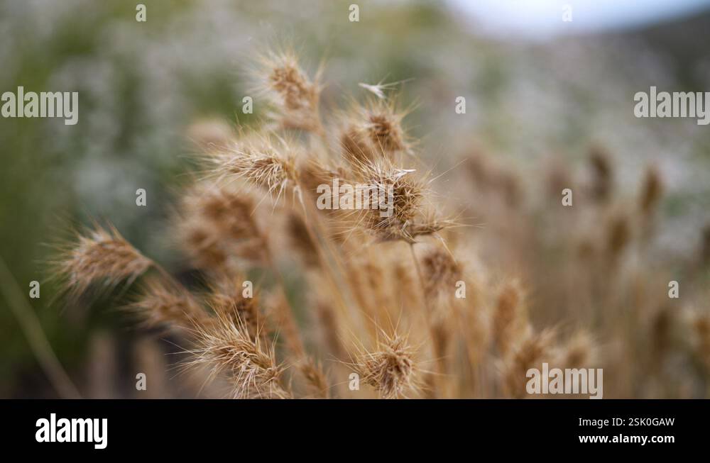 Field brome grass Stock Videos & Footage - HD and 4K Video Clips - Alamy