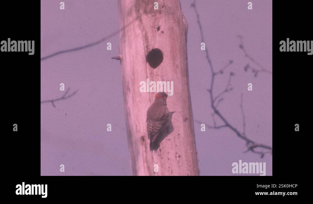 Bird clinging to tree Stock Videos & Footage - HD and 4K Video Clips ...