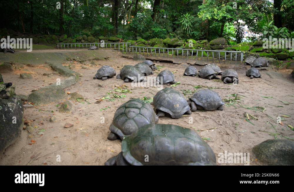 Video of incredible land turtles from a botanical garden in Victoria on ...