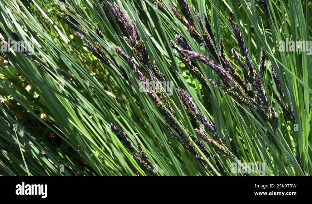 Dark reed Stock Videos & Footage - HD and 4K Video Clips - Alamy