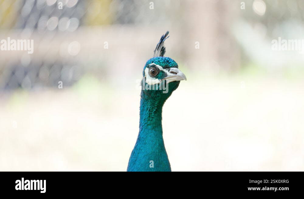 Extreme Close-up of Indian Peacock Head in Seoul Grand Park Zoo Stock ...