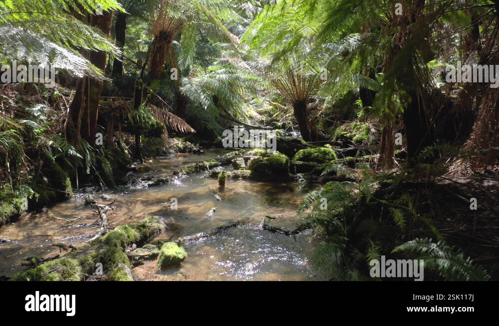 Rainforest protection Stock Videos & Footage - HD and 4K Video Clips ...