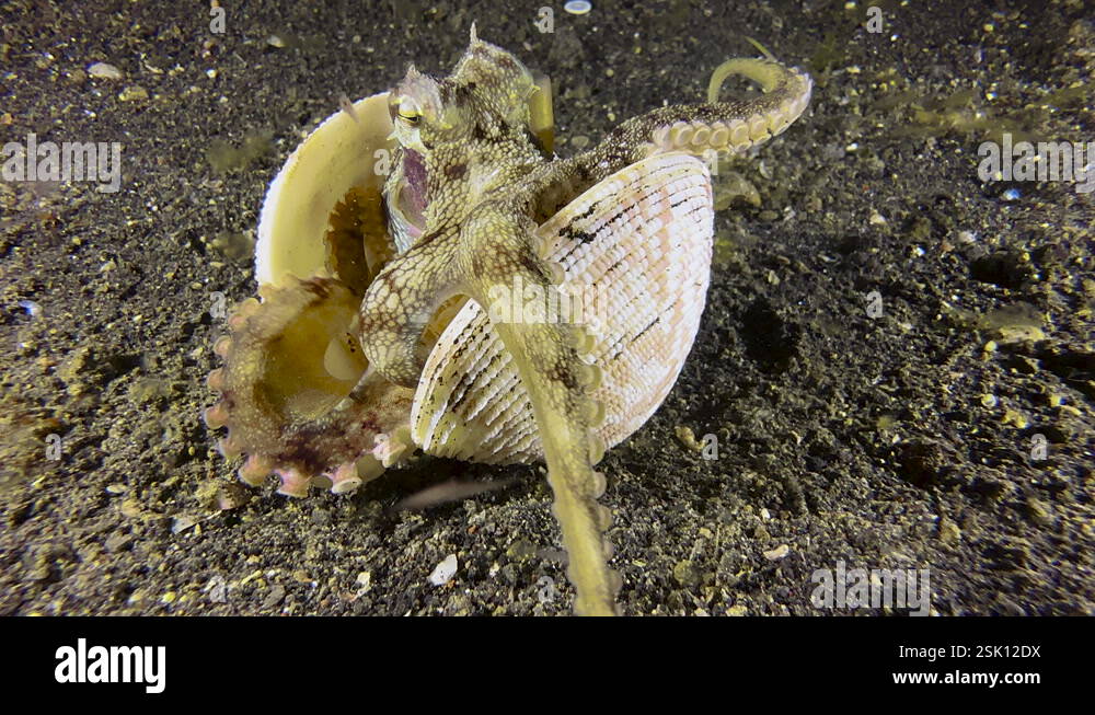 Coconut octopus catches plankton with its tentacles while perched on an ...