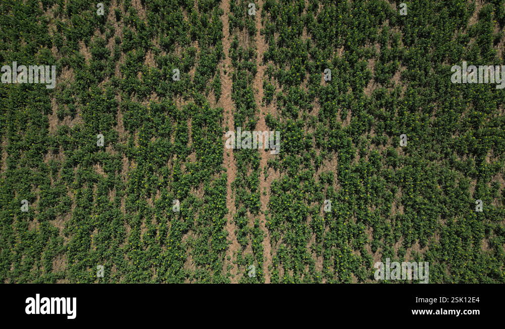 Man made forest Stock Videos & Footage - HD and 4K Video Clips - Alamy
