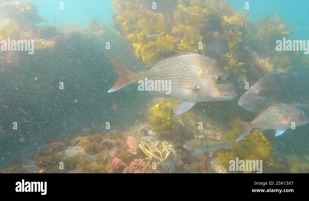 Close up kelp fish swimming Stock Videos & Footage - HD and 4K Video ...
