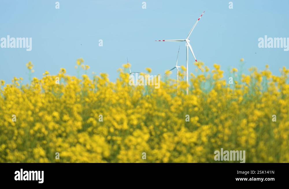 Wind turbines at windmill farm with rotating blades in blooming canola ...
