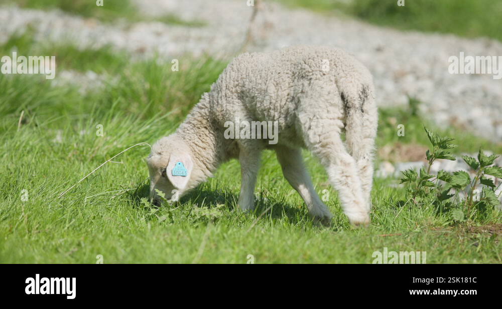 Cute little Norwegian lamb graze alone in Aurlandsdalen canyon ...