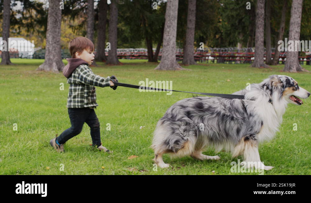 Funny little boy leads a dog on a leash and the pet runs away from him ...