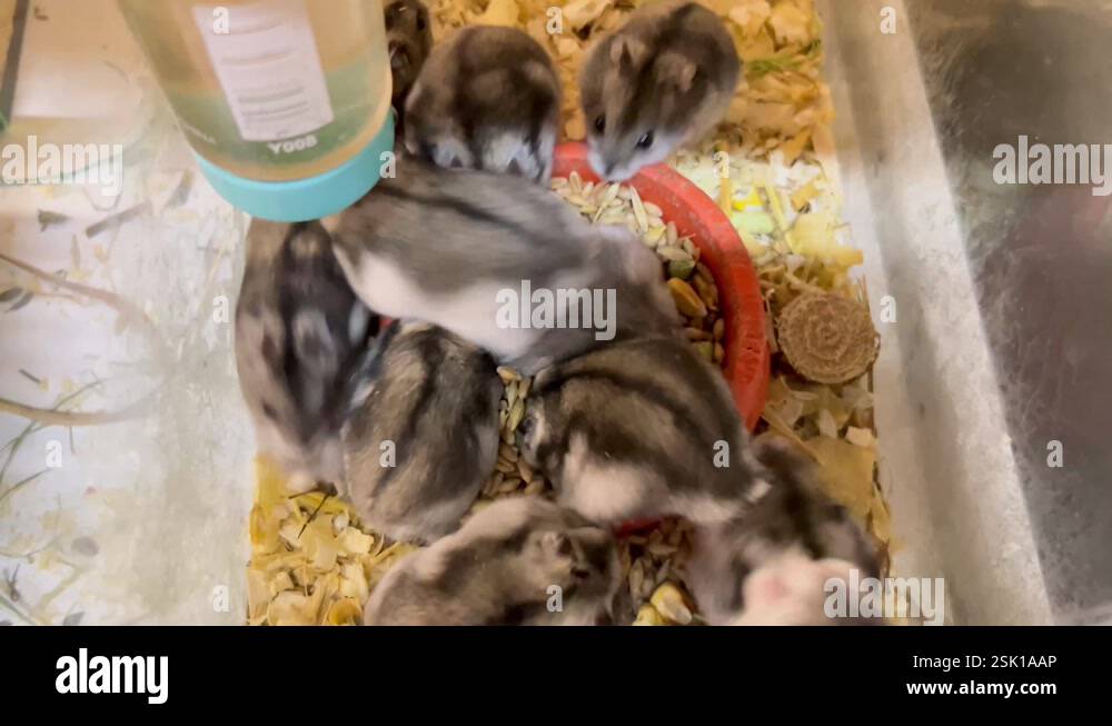 A group of hamsters approach the feed and eat deliciously. Hamsters eat ...