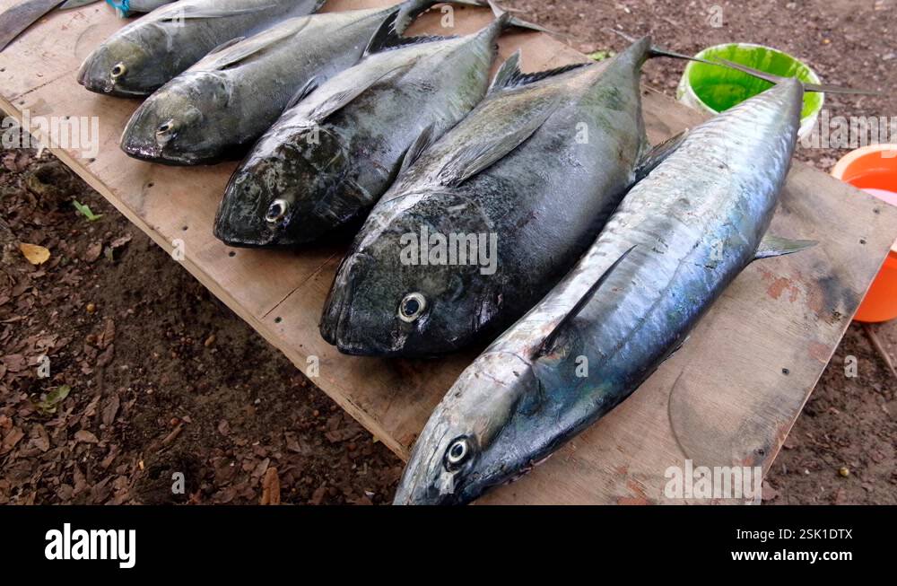 Fresh fish catch of the day with Giant Trevally and Spanish Mackerel ...