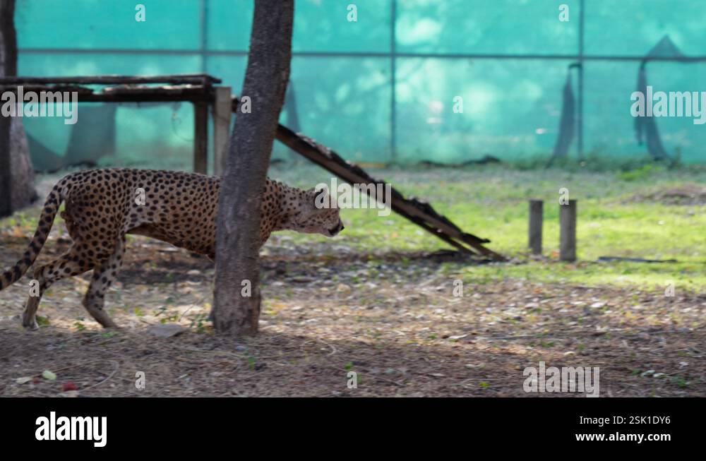 cheetah starting to run at zoo park 4k Stock Video Footage - Alamy